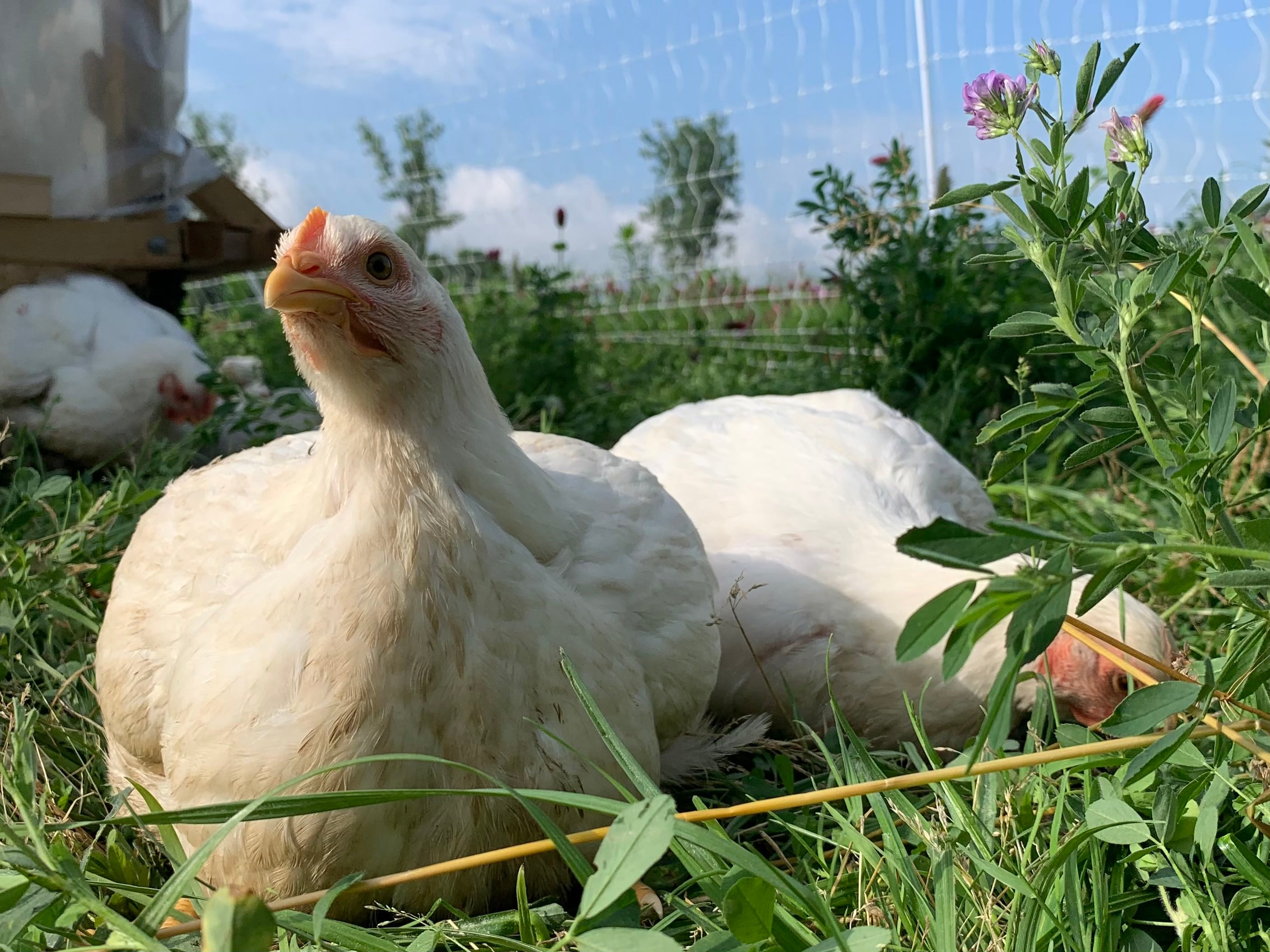 Provenance Farms - Animal & Environmental Welfare & 11% for Food Banks